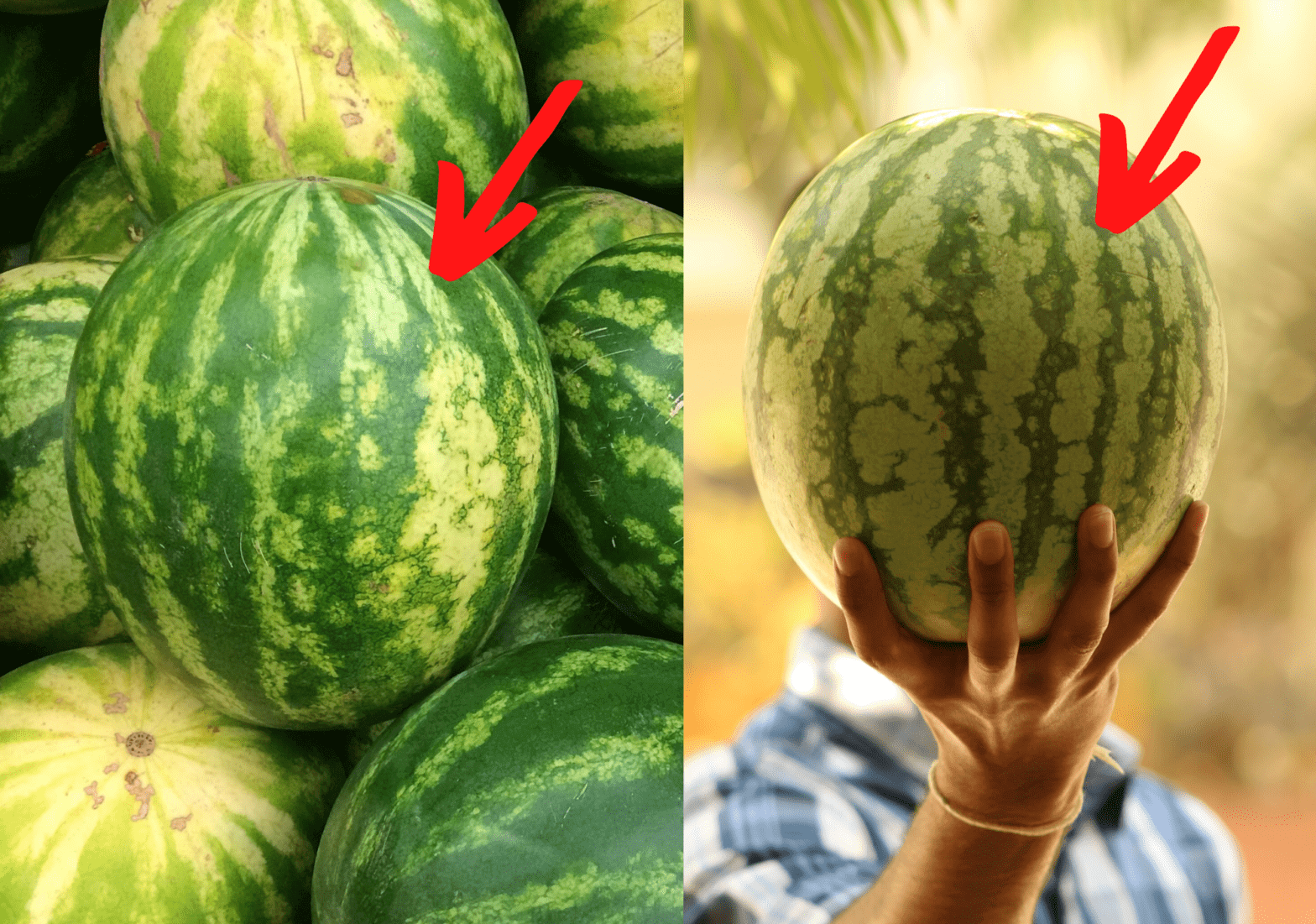 Tips Pilih Tembikai Manis | EasyBakeLab